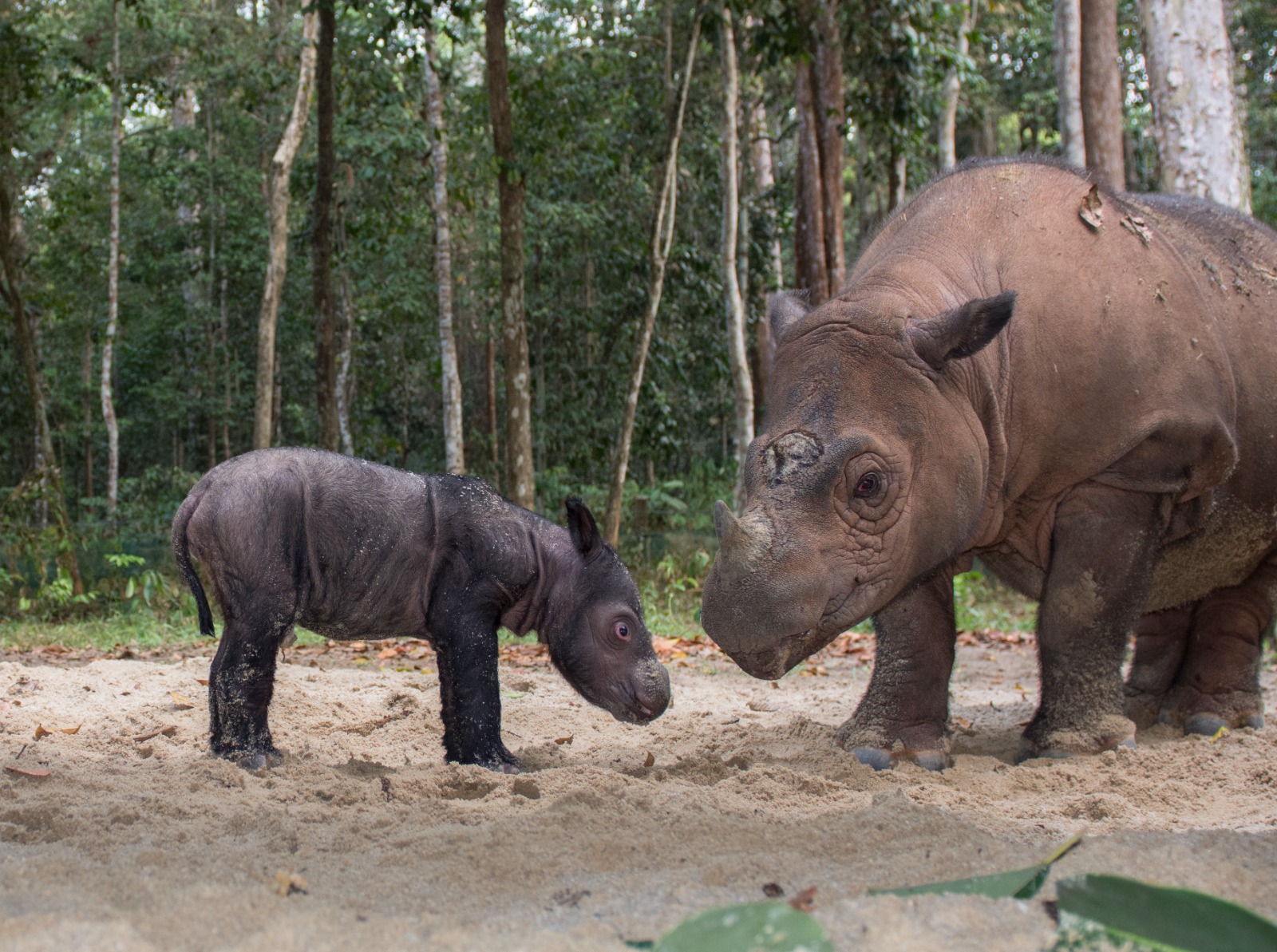 Taman Nasional Way Kambas (TNWK) – WATALA