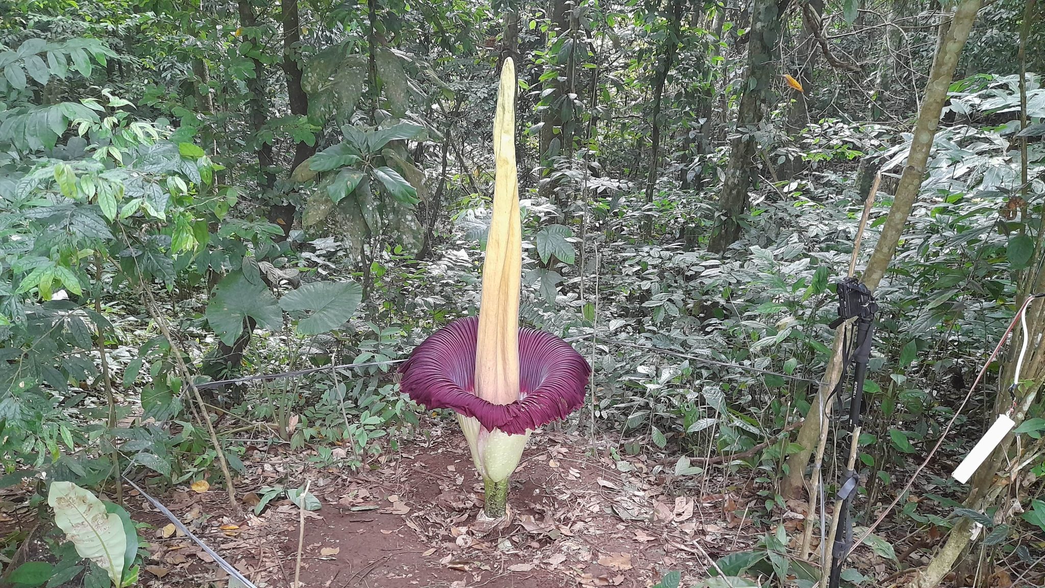 Taman Nasional Bukit Barisan Selatan (TNBBS) – WATALA