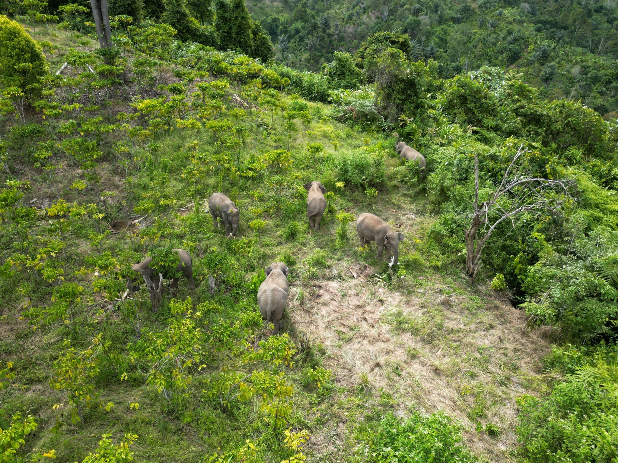 Taman Nasional Bukit Barisan Selatan (TNBBS) – WATALA